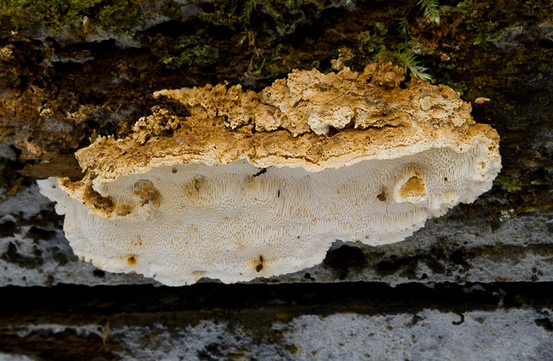 Antrodia serialis (Outkovka řadová)