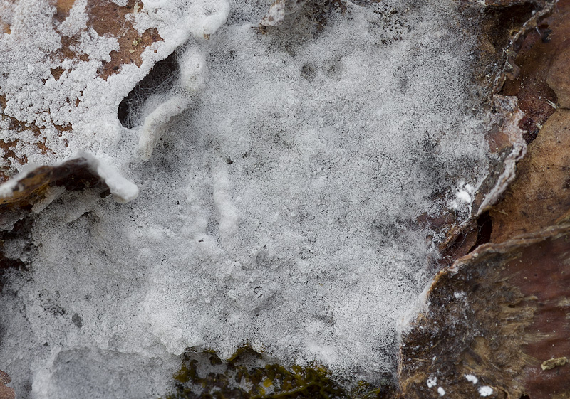 Athelia decipiens (Kornatečka bělavá)