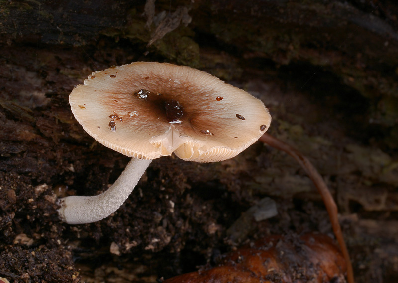 Bolbitius reticulatus (Slzečník síťnatý)