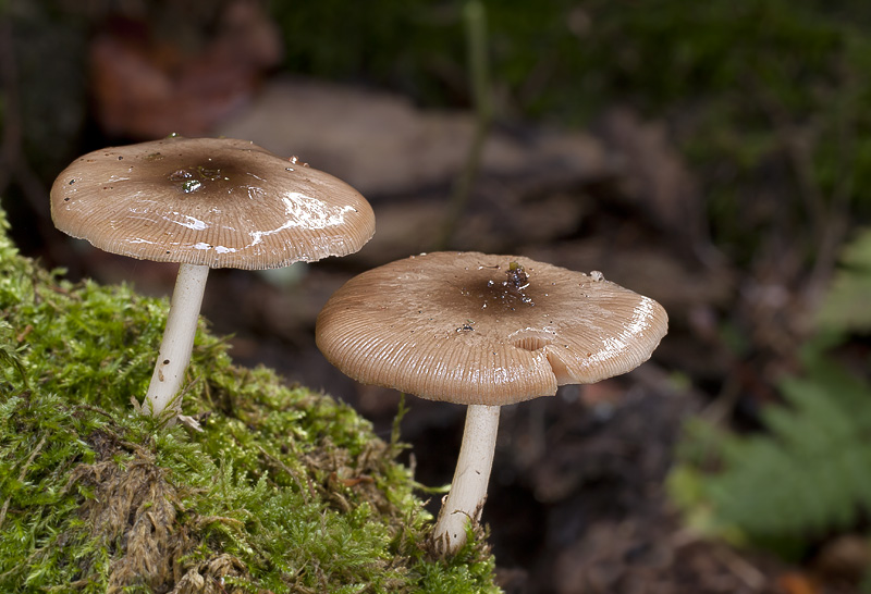 Bolbitius reticulatus (Slzečník síťnatý)