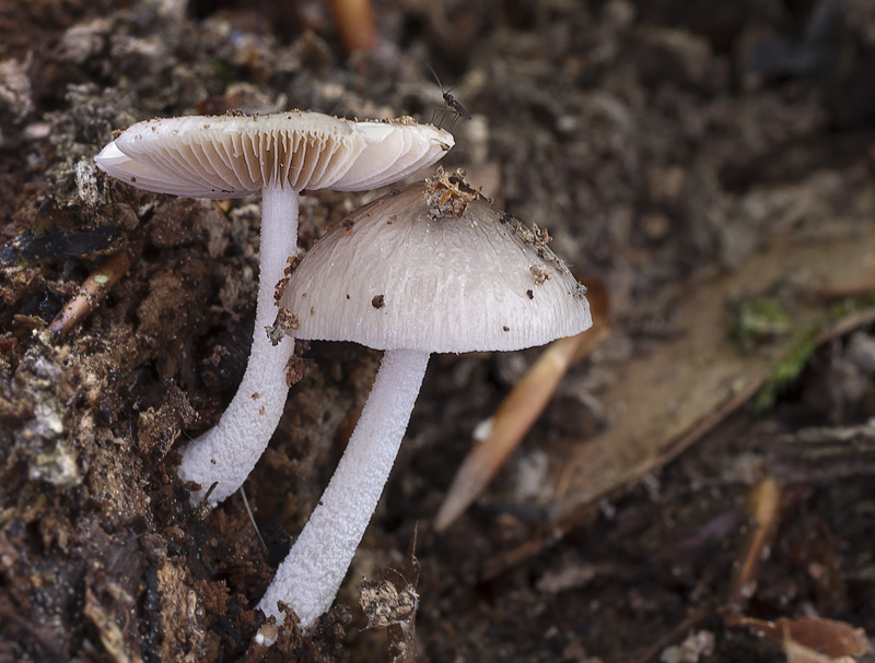 Bolbitius reticulatus (Slzečník síťnatý)