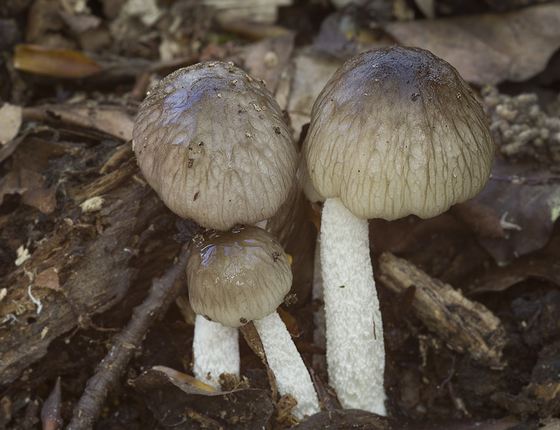 Bolbitius reticulatus (Slzečník síťnatý)