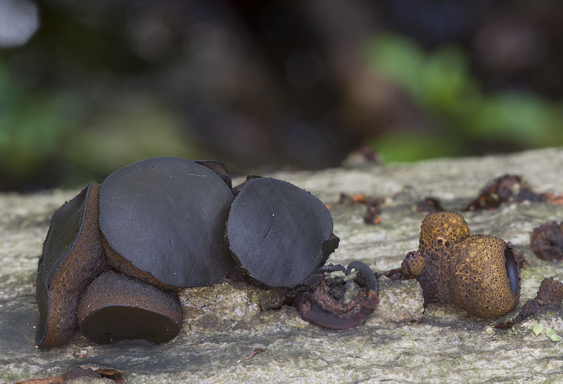 Bulgaria inquinans (Klihatka černá)