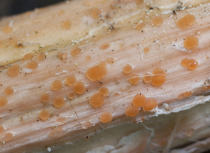 Calloria neglecta (Kalorka kopřivová)