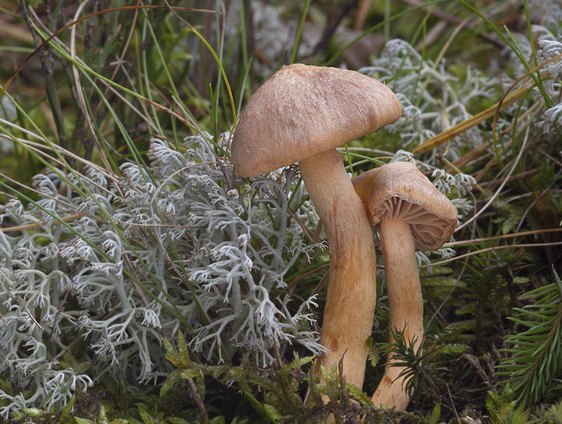 Chroogomphus helveticus (Slizák švýcarský)