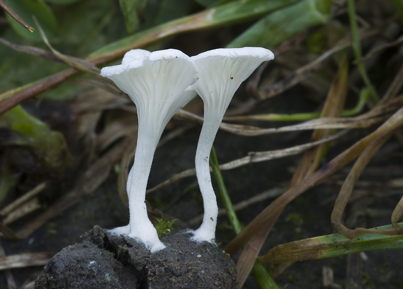 Clitopilus scyphoides var. scyphoides (Mechovka běloučká)