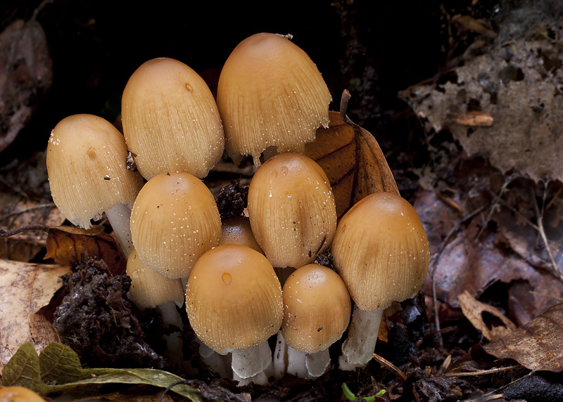 Coprinellus micaceus (Hnojník třpytivý)