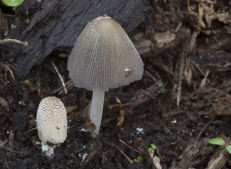 Coprinellus radians (Hnojník paprskový)