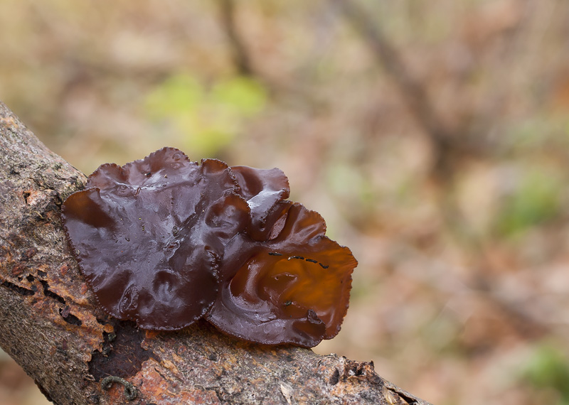 Exidia recisa (Černorosol terčovitý)