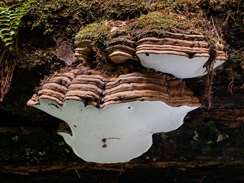Ganoderma applanatum (Lesklokorka ploská)