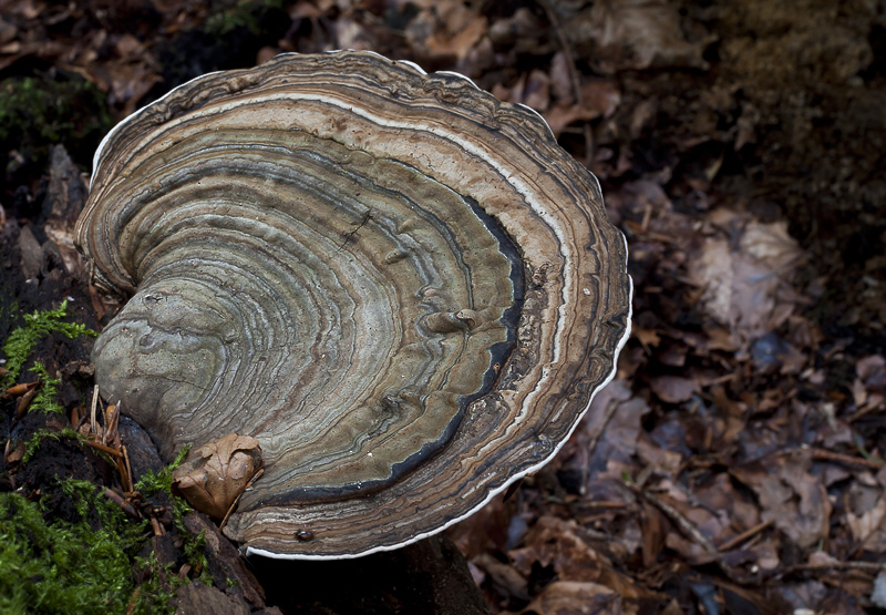 Ganoderma applanatum (Lesklokorka ploská)