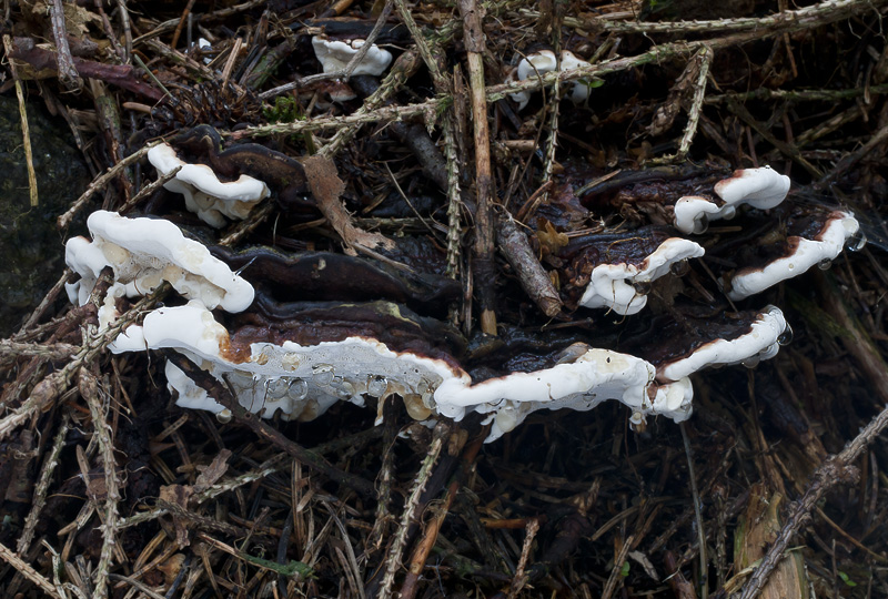 Heterobasidion parviporum (Kořenovník smrkový)