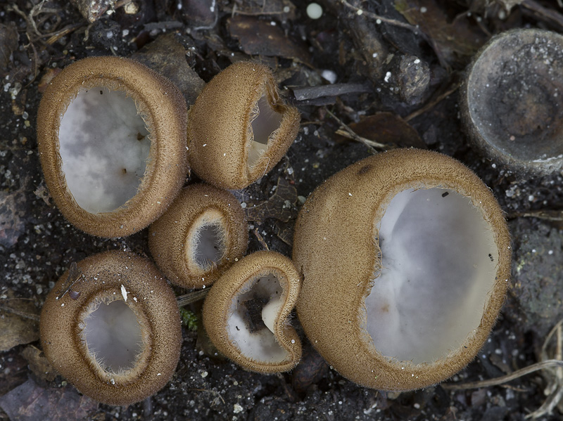 Humaria hemisphaerica (Bělokosmatka polokulovitá)