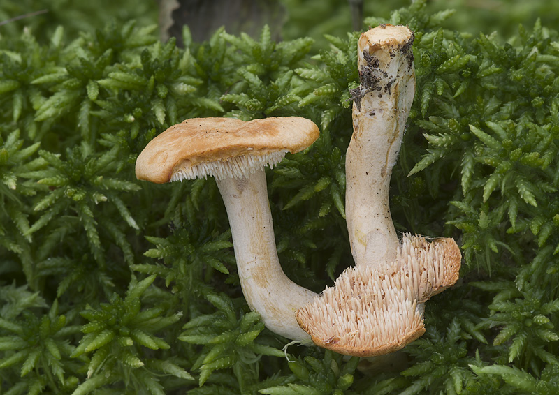 Hydnum rufescens agg. (Lišák ryšavý)