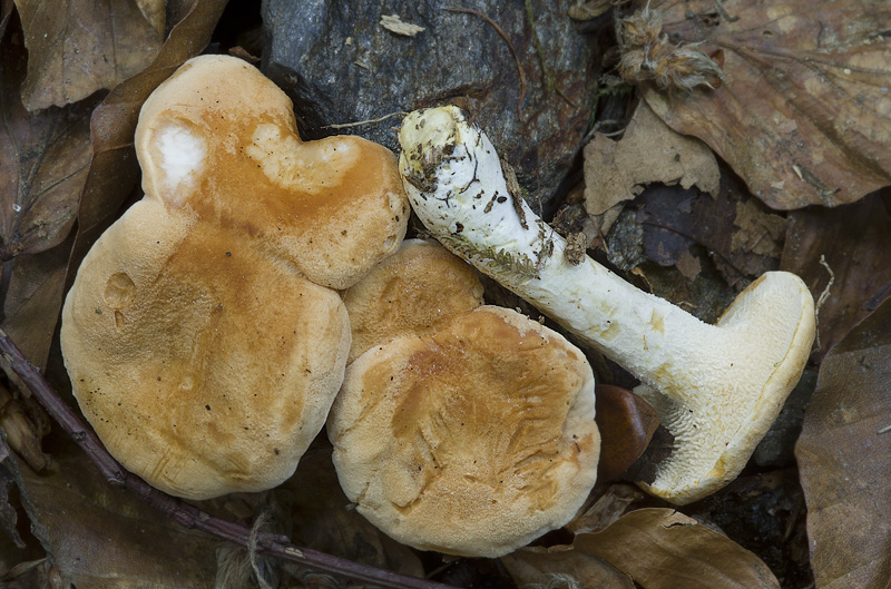 Hydnum rufescens agg. (Lišák ryšavý)