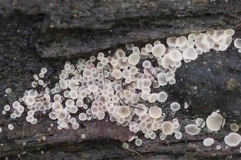 Hyphodiscus incrustatus (Chlupečka)