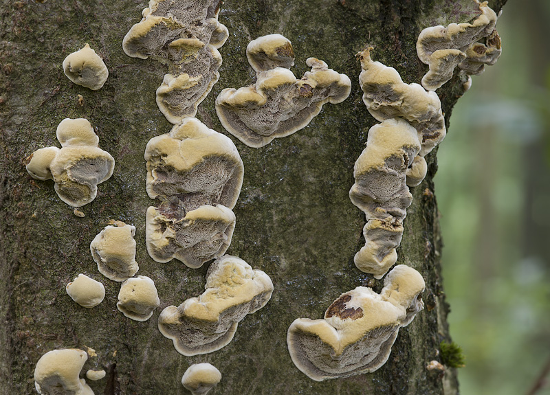 Inonotus radiatus (Rezavec lesknavý)