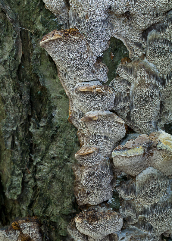 Inonotus radiatus (Rezavec lesknavý)