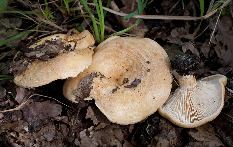Lactarius acerrimus (Ryzec krátkonohý)
