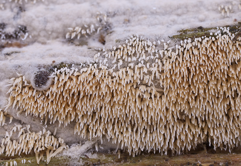 Mucronella calva (Ostenatka lysá)