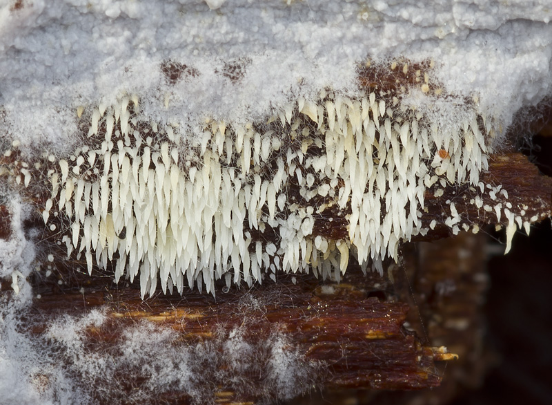 Mucronella calva (Ostenatka lysá)