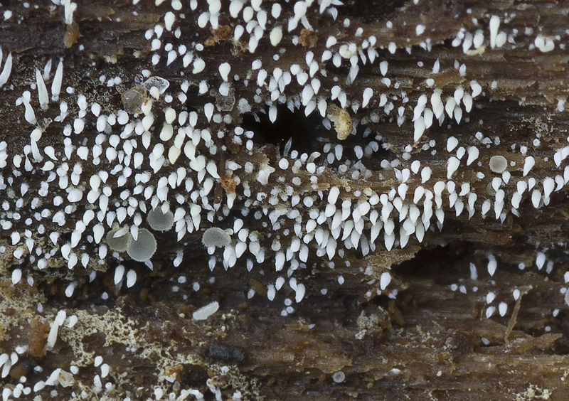 Mucronella calva (Ostenatka lysá)