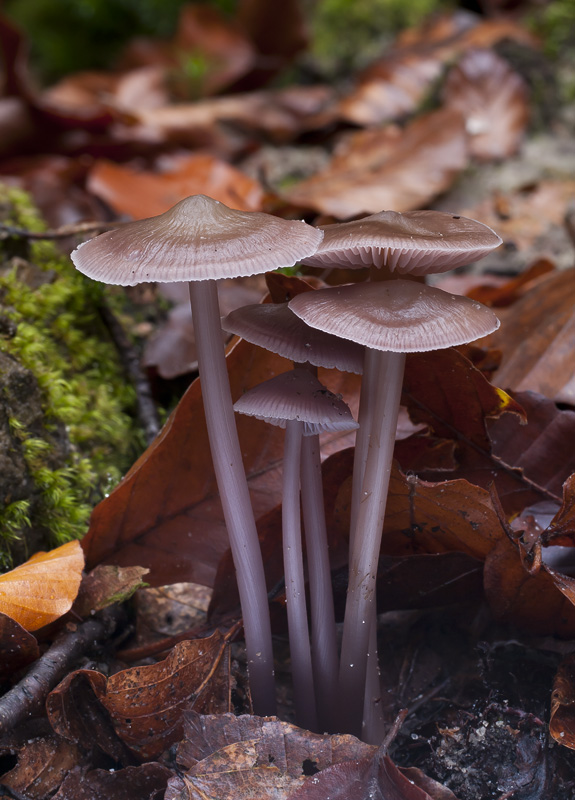 Mycena diosma (Helmovka dvojvonná)