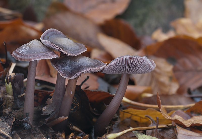 Mycena diosma (Helmovka dvojvonná)