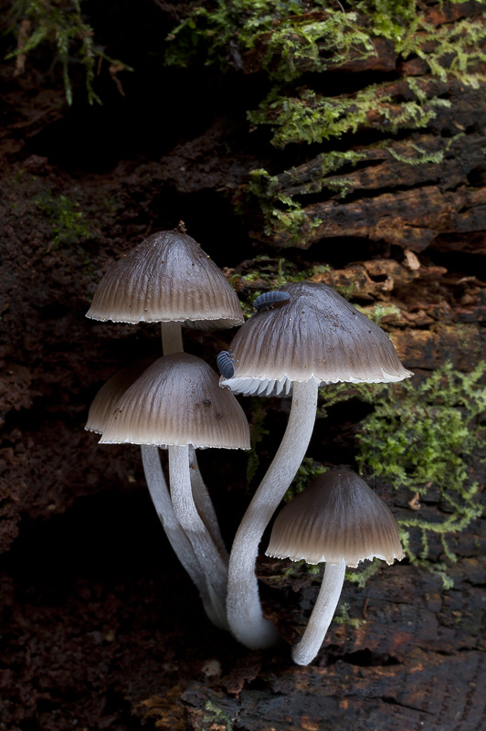 Mycena inclinata (Helmovka leponohá)