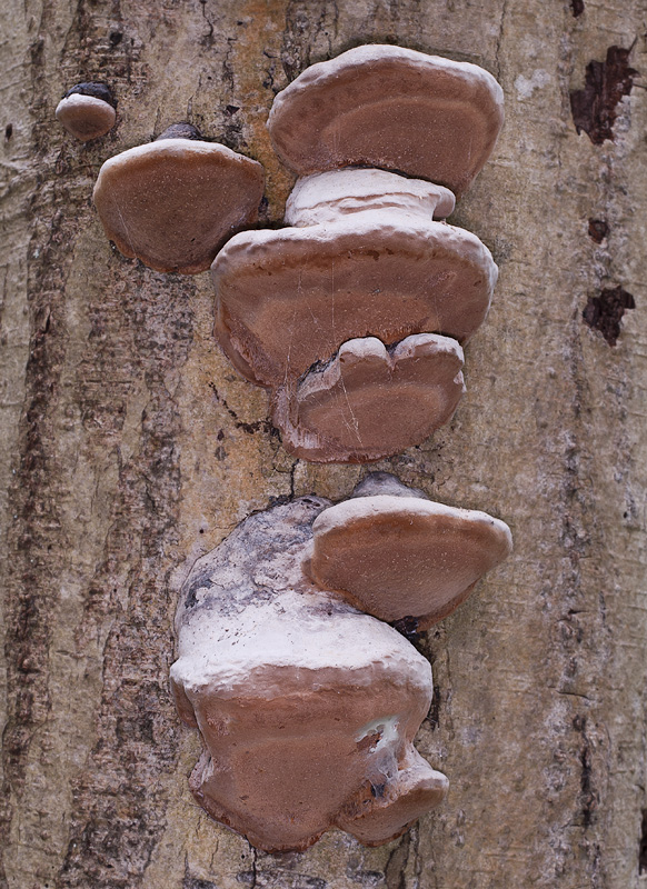 Phellinus alni (Ohňovec olšový)