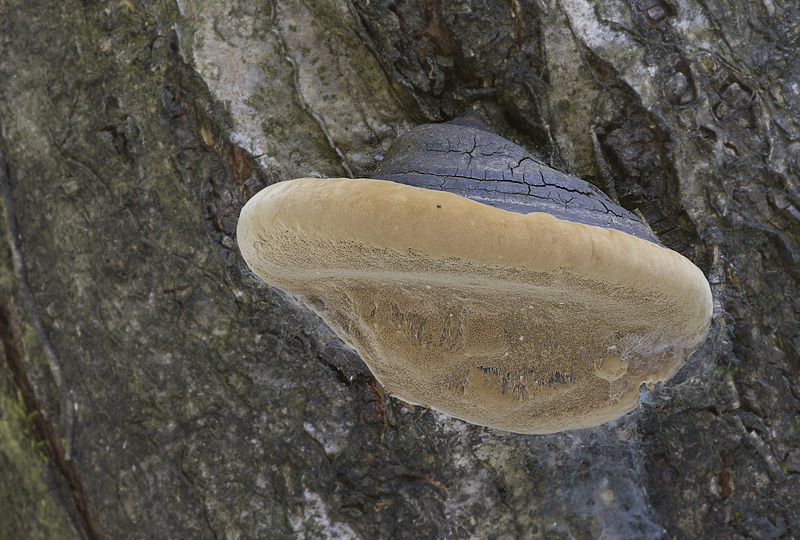 Phellinus alni (Ohňovec olšový)