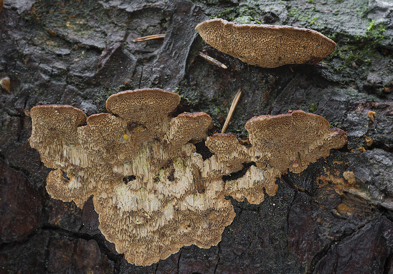 Phellinus viticola (Ohňovec izabelový)