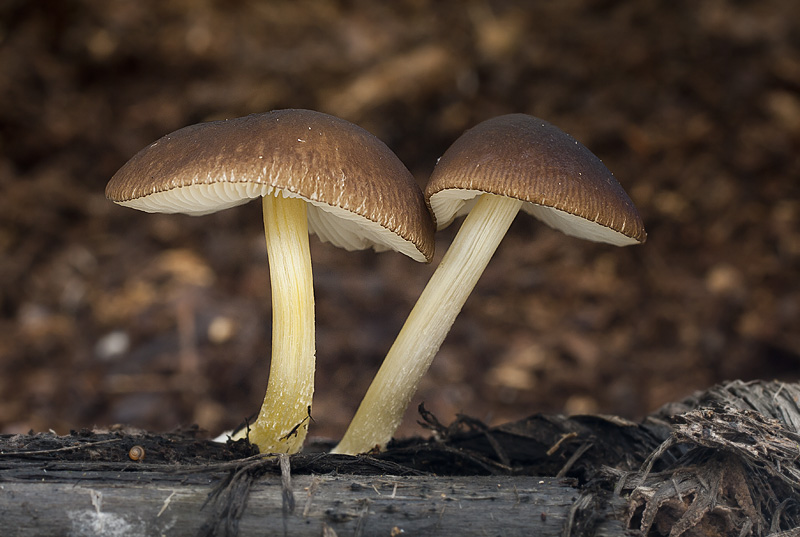 Pluteus romellii (Štítovka Romellova)