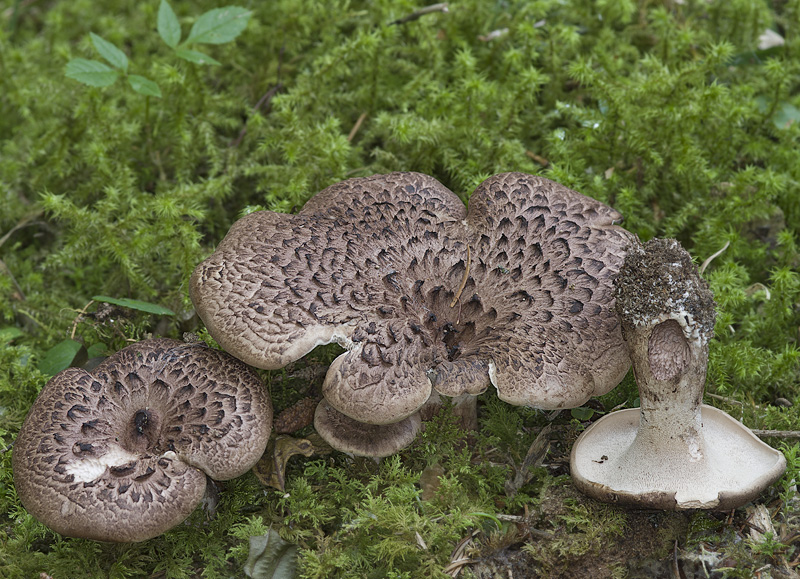 Sarcodon imbricatus (Lošák jelení)