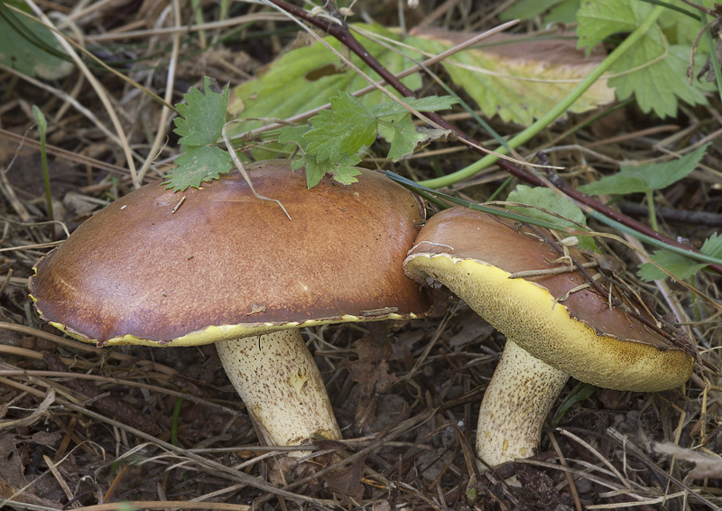 Suillus granulatus (Klouzek zrnitý)