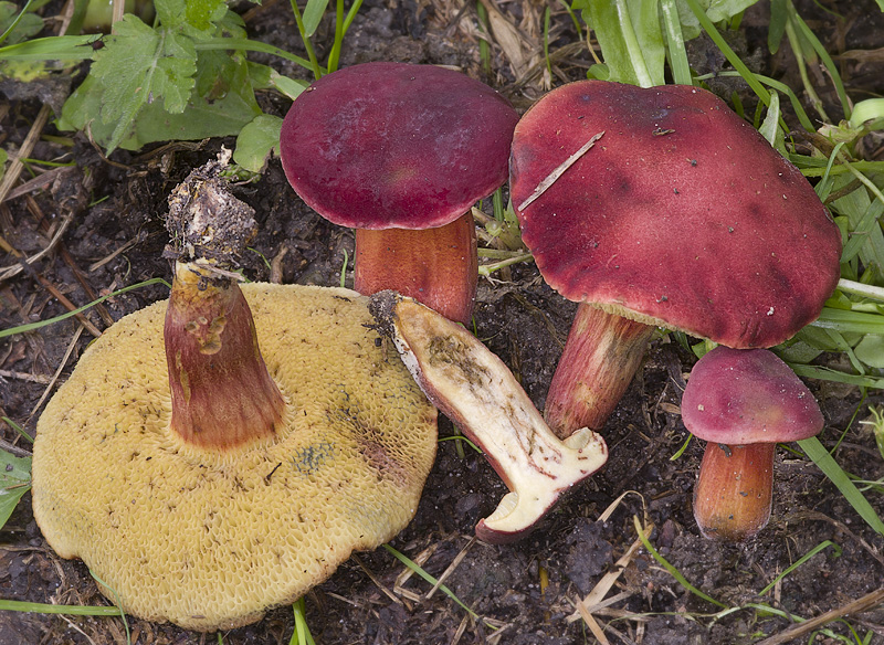 Hortiboletus rubellus (Hřib červený)