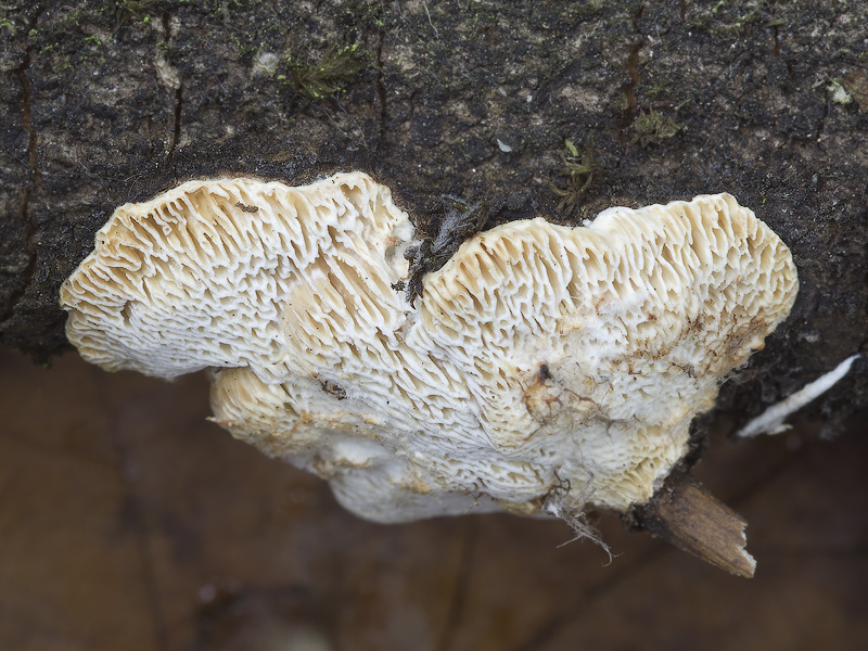 Antrodia rene-hentic (Outkovka listnáčová)