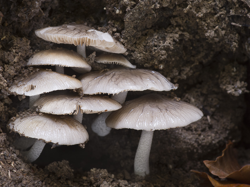 Bolbitius reticulatus (Slzečník síťnatý)