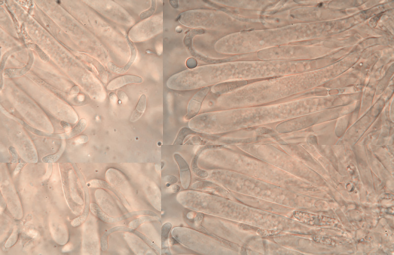 Calloria neglecta (Kalorka kopřivová)