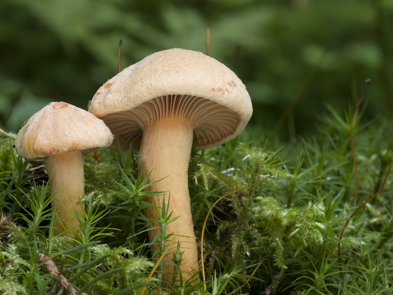 Chroogomphus helveticus (Slizák švýcarský)