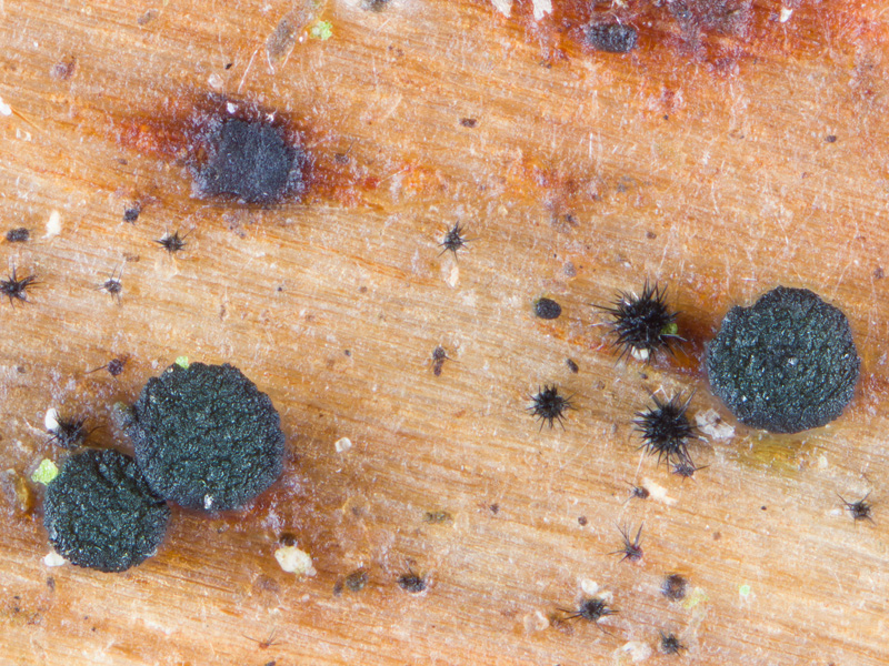 Claussenomyces atrovirens (Voskovička)