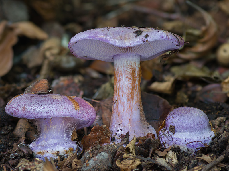 Cortinarius (Phleg.) sodagnitus (Pavučinec lilákový)