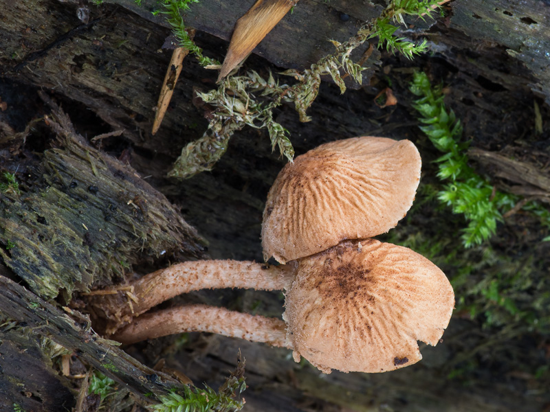 Cystoderma subvinaceum (Zrnivka dřevomilná)
