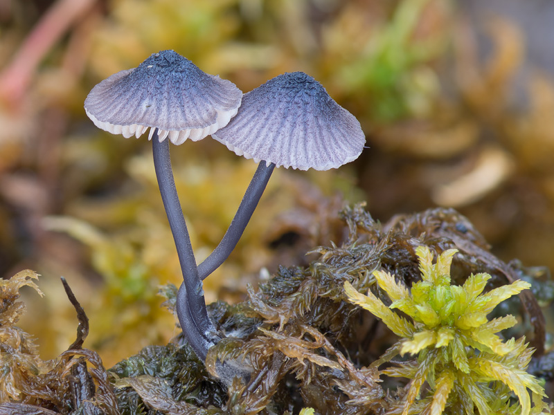Entoloma cyanulum (Závojenka fialověmodrá)