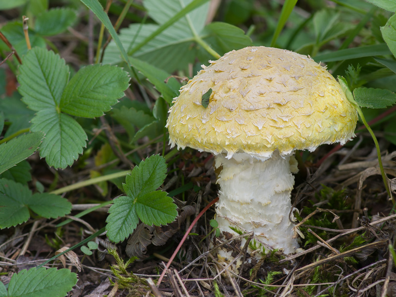 Floccularia straminea (Náramkovitka žlutozelená)