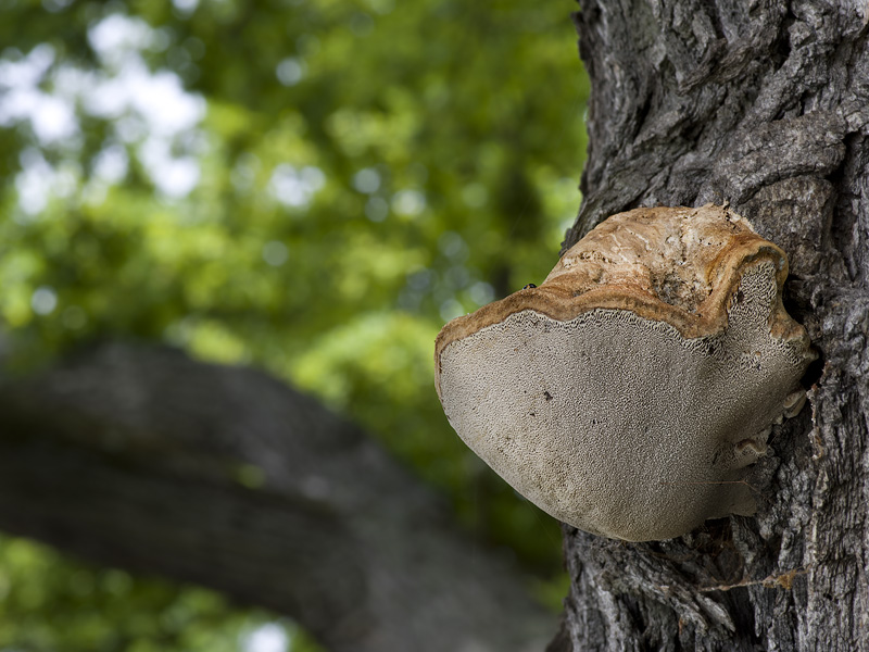 Inonotus dryophilus (Rezavec dubomilný)