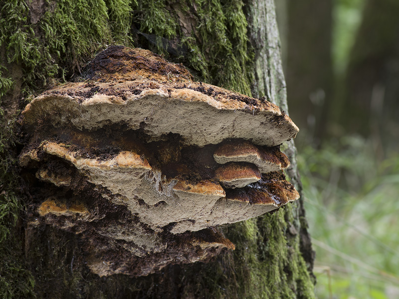 Inonotus dryophilus (Rezavec dubomilný)