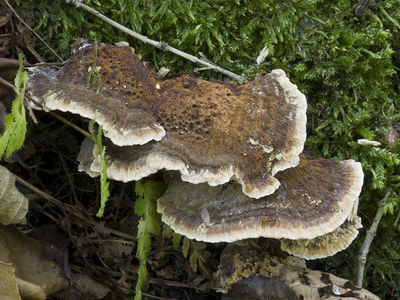 Inonotus radiatus (Rezavec lesknavý)