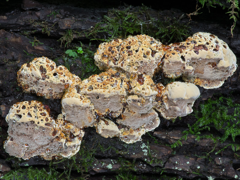 Inonotus radiatus (Rezavec lesknavý)