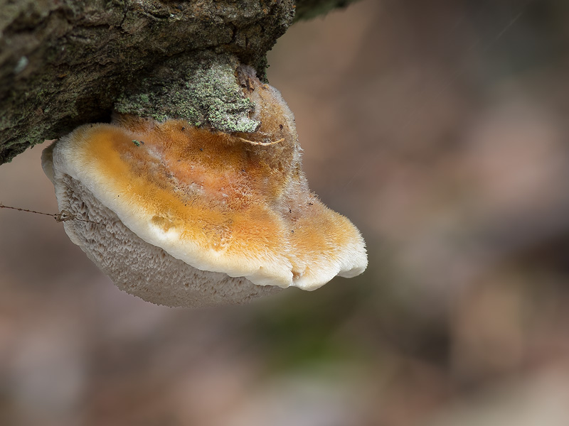 Inonotus rheades (Rezavec skořicový)